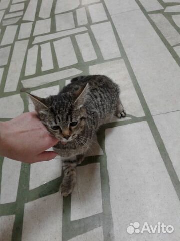 Котёнок в добрые руки