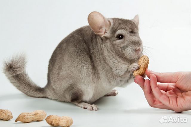 Шиншиллы Девочка и Мальчик с клеткой