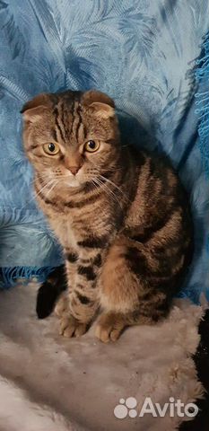 Шотландская вислоухая кошка Мэри 1,5года стерильна