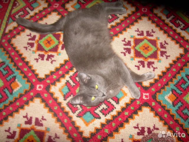 Котик бомбейской породы, домашний, к лотку приучен