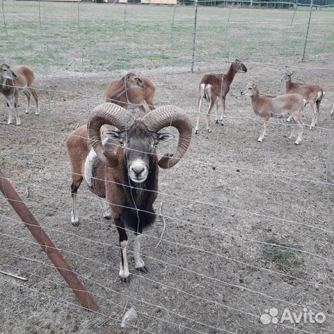 Европейский муфлон