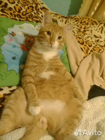 Котята от Рыжего самца, кошки коты