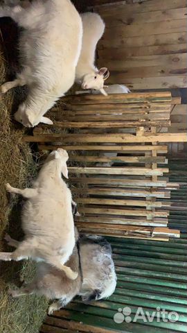 Заанинские козочки