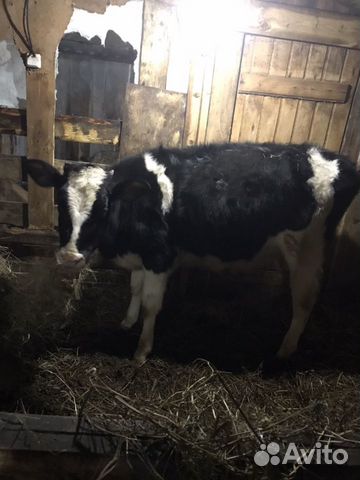 Телка от молочной коровы