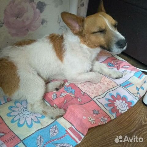 Фенотип Джек Рассел терьер