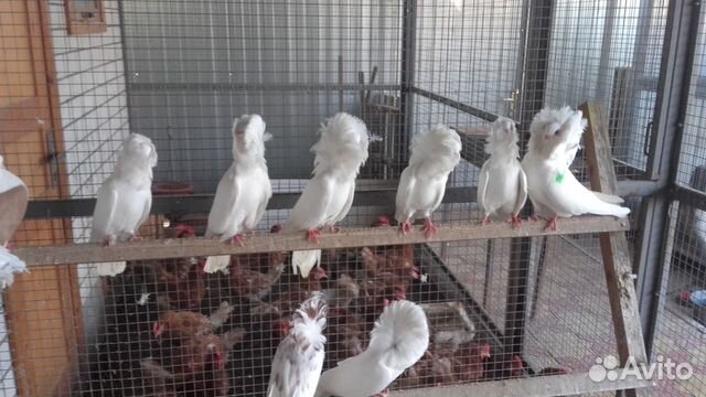 Голуби якобины