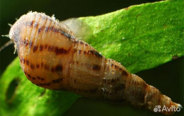 Улитка мелания