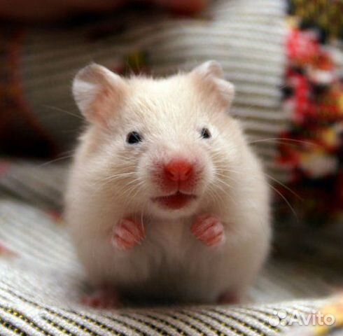 Хомячата хомики сирийские 4 недели