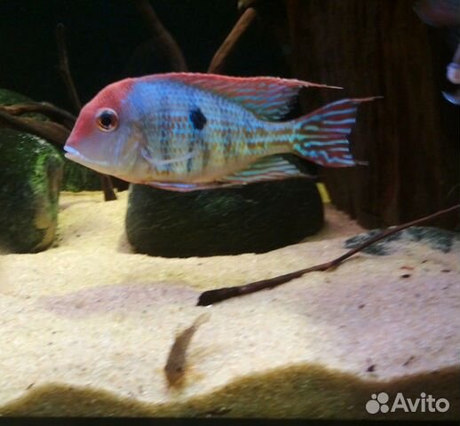 Геофагус Красноголовый Тападжос