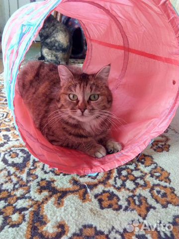 Кошка стерилизованная, Плюша