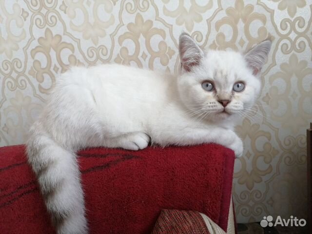 Британский котенок