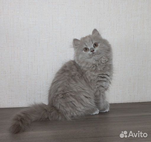 Британский котёнок хайлендер (девочка)