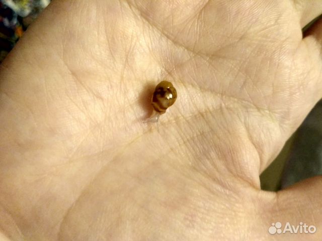 Малыши улитки Ахатины