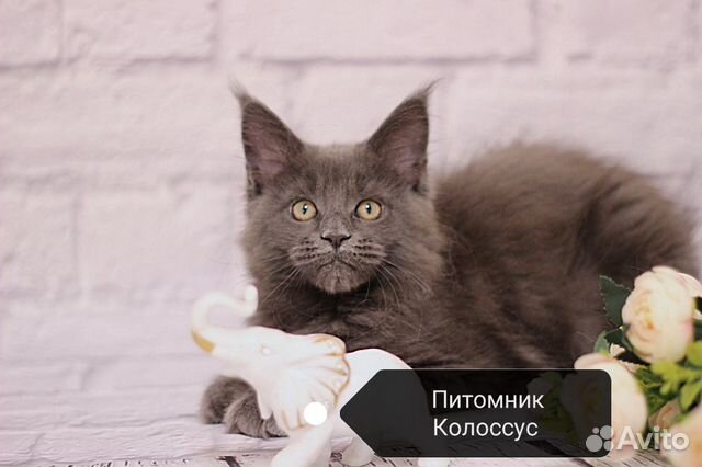 Кошечки из питомника, готовы к переезду