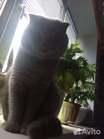 Скотиш фолд вязка