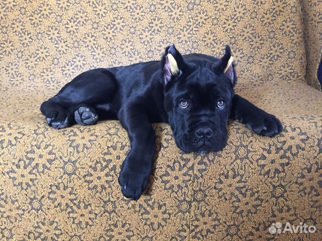 Алиментный мальчик Кане Корсо - 3 месяца