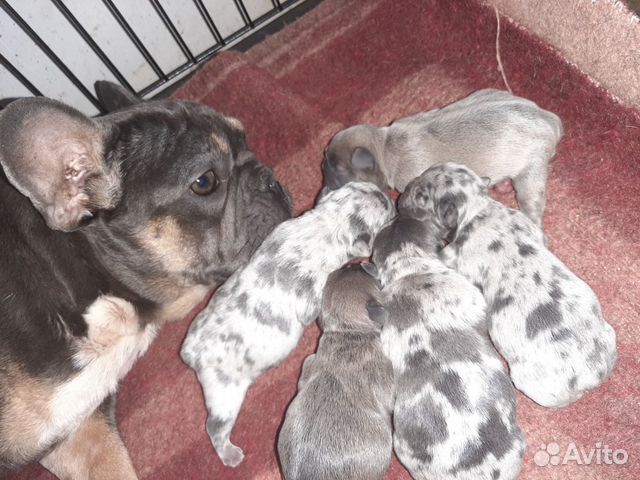 Мальчики Мерле для предварительного резерва