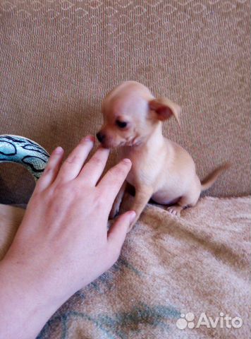 Чихуахуа девочка