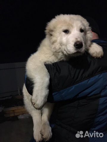 Щенок Алабая белого цвета