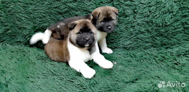 Американочки