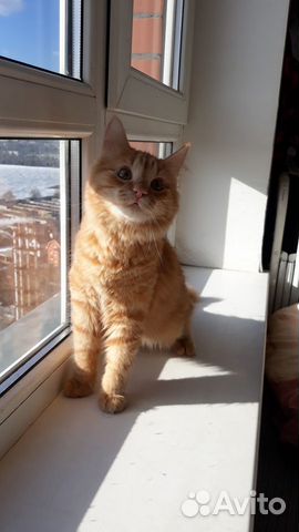 Котята красивущие 4,5 мес