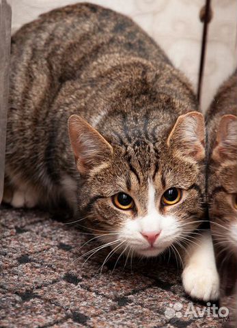 Юный котик в добрые руки