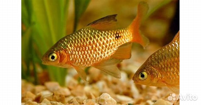 Рыба Золотой барбус