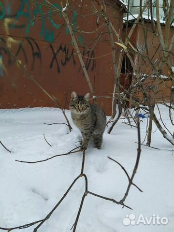 Котик ищет друга-хозяина. Отдам в добрые руки
