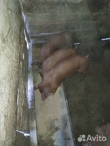 Поросята дюрок+ландрас