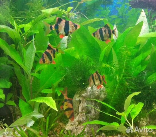 Суматранский барбус, 3шт