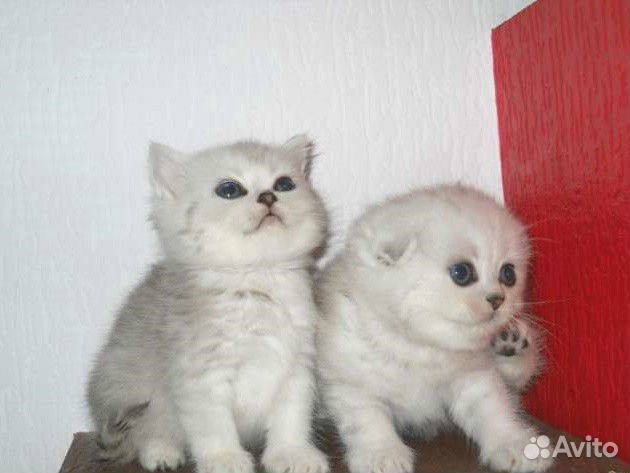 Серебристая шиншилла Кайл