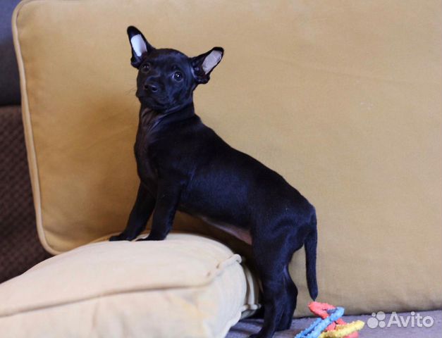 Ксолоинскуинли