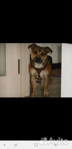 Английский стаффордширский бультерьер