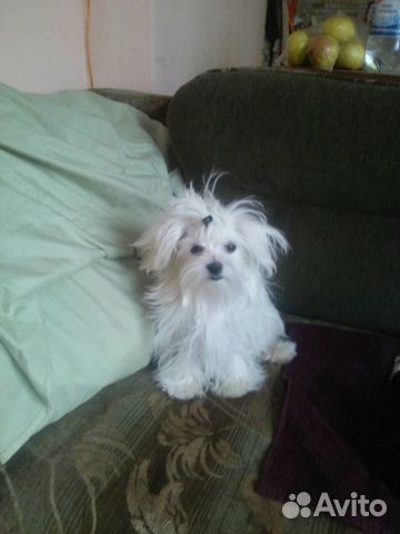 Миниатюрная болонка мальтезе