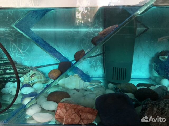 Краснотуринске черепахи со всем что нужно