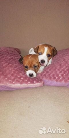 Детки Джек Рассел Терьер