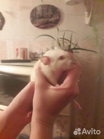 Отдам даром крысок