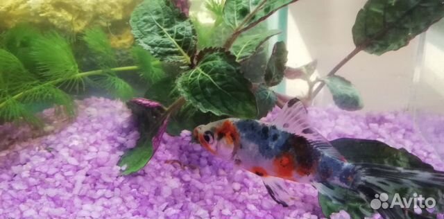 Аквариумная золотая рыбка шубункин