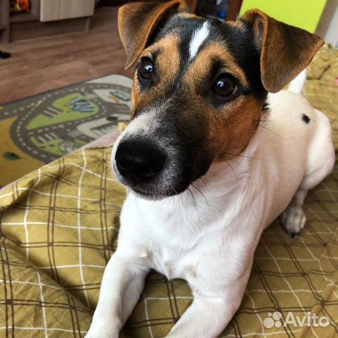 Джек Рассел в поиске невесты