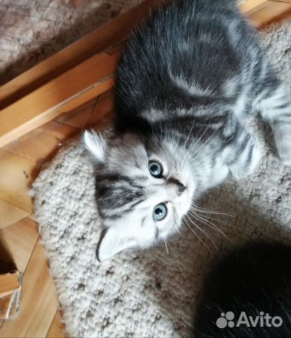 Пушистые котятки