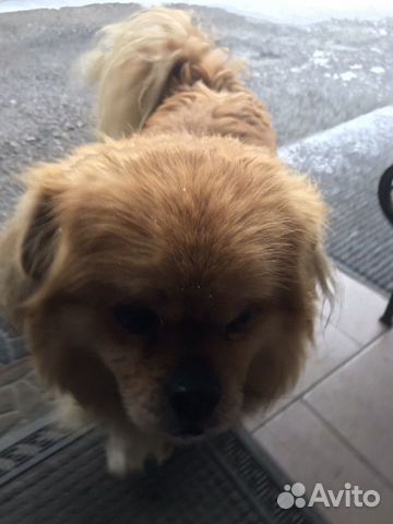 Хороший друг,может кому-то нужен,мальчик,молодой