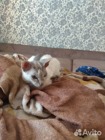 Кошка