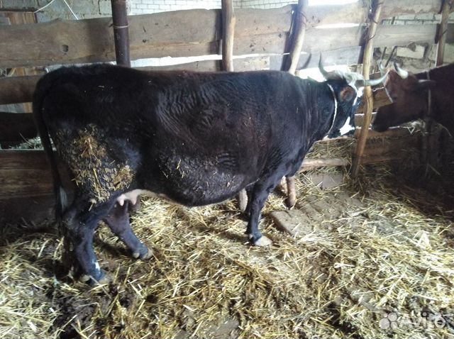 Коровы на продажу