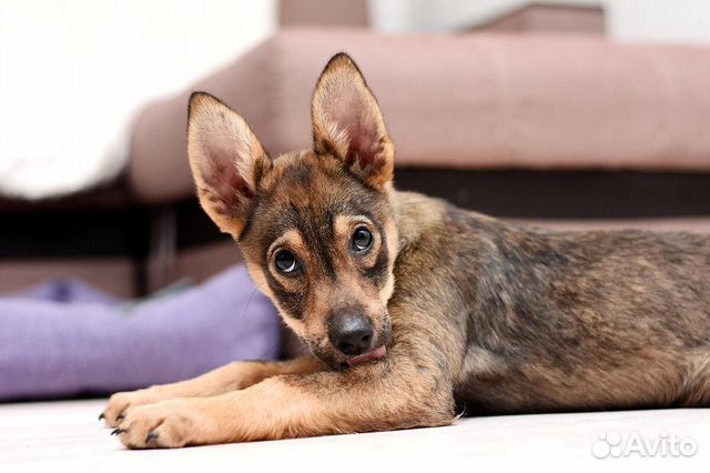 Отдам небольшого девочку -метиса