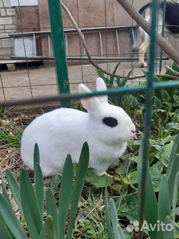 Кролик декоративный