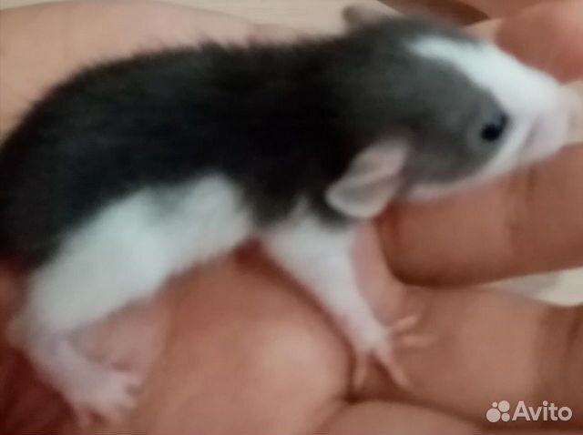 Молодые крысята