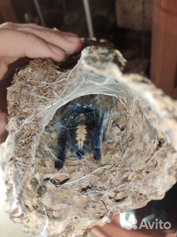 Пауки птицееды, скорпионы