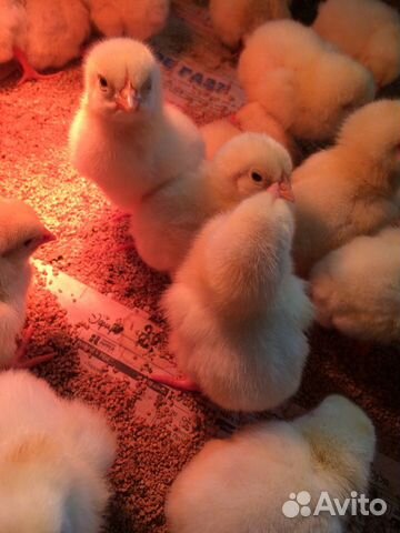 Цыпленок бройлер Росс 308