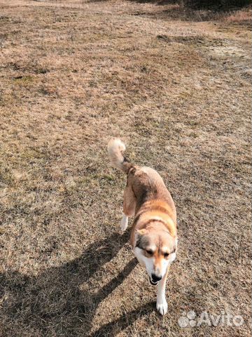 Найдена собака Лайка