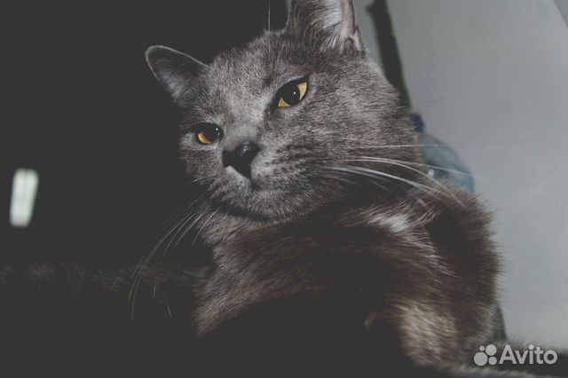 Отдам в добрые руки